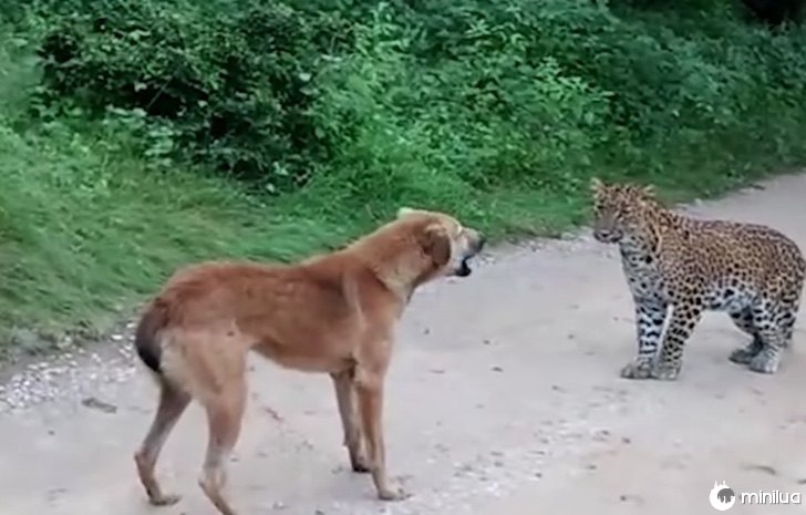 (Vídeo) Cão corajoso é atacado e enfrenta um leopardo selvagem em um ...