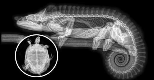 14 Raios-X de animais que vão te deixar impressionado - Minilua