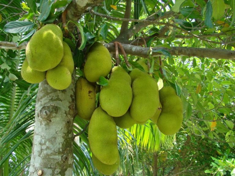 10 das frutas mais estranhas do mundo - Minilua