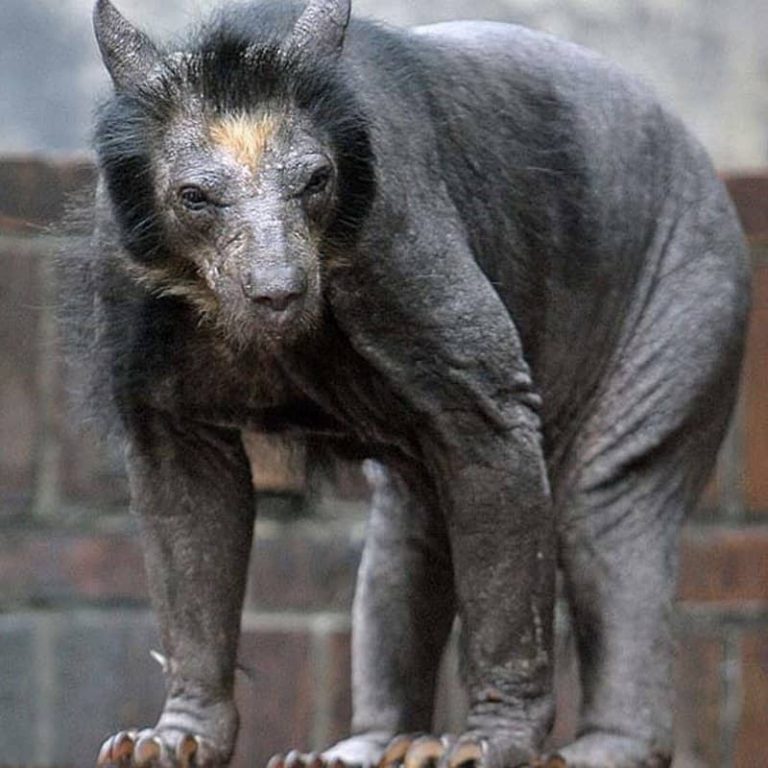 16 fotos loucas de animais sem pelos - Minilua