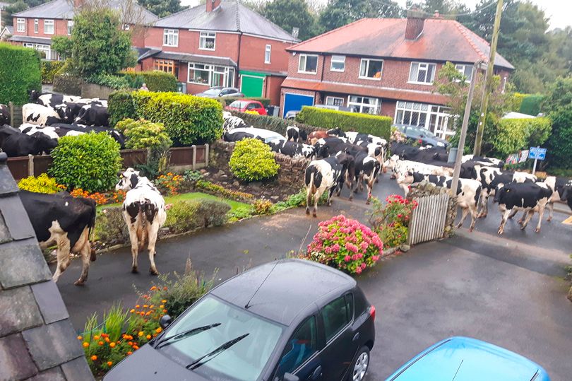 Pensionista chocada ao ver 40 vacas acampadas à sua porta! - Minilua