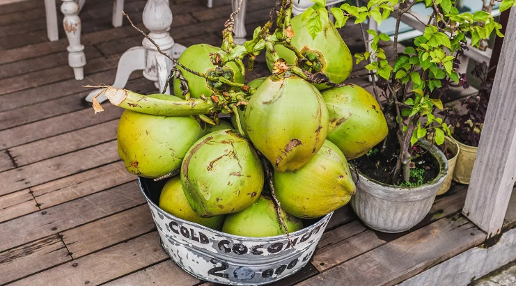 Tudo que você precisa saber sobre coco verde! - Minilua