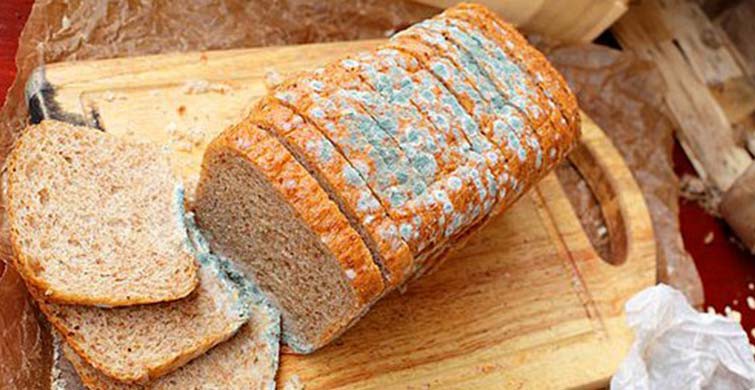 Alimentos mofados são perigosos? Nem sempre! - Minilua