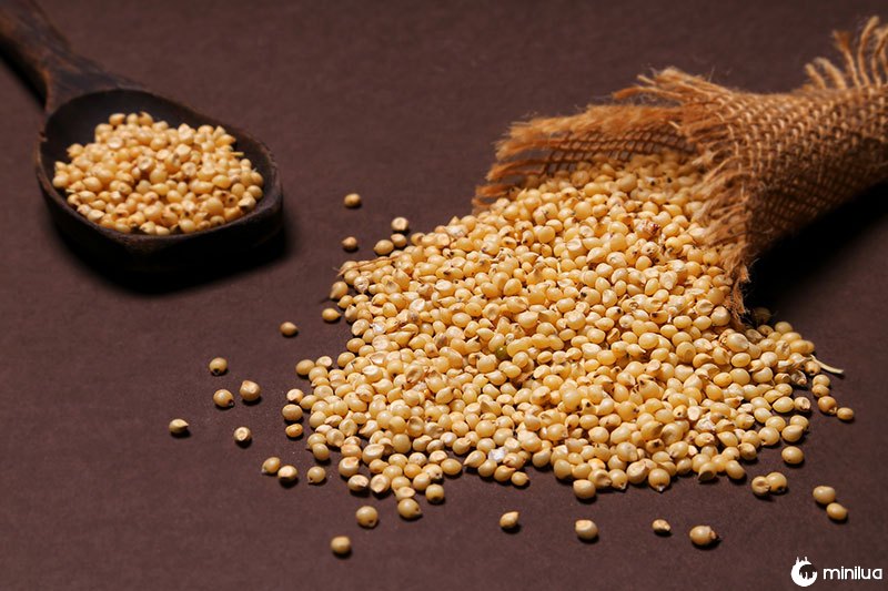 Você sabe o que é sorgo e quais seus benefícios para saúde? - Minilua Você sabe o que é sorgo e quais seus benefícios para saúde? - Minilua
