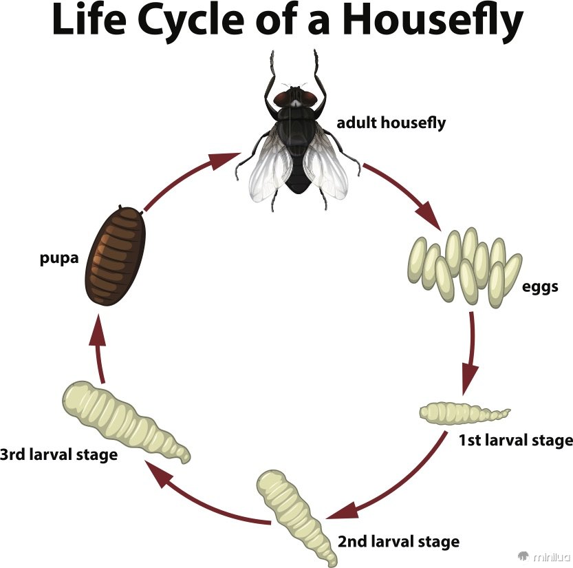 As Moscas Domésticas Vivem por apenas 24 horas? - Minilua